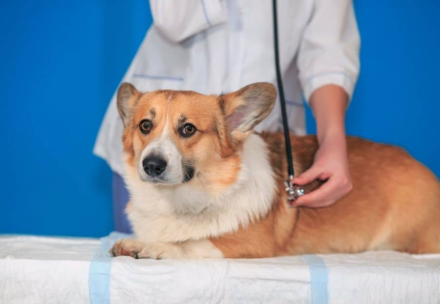 Pet Cesarean Section In Landrum, SC | Landrum Veterinary Hospital