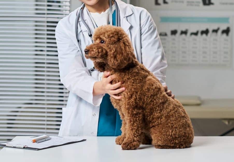 Pet Cesarean Section In Landrum, SC | Landrum Veterinary Hospital